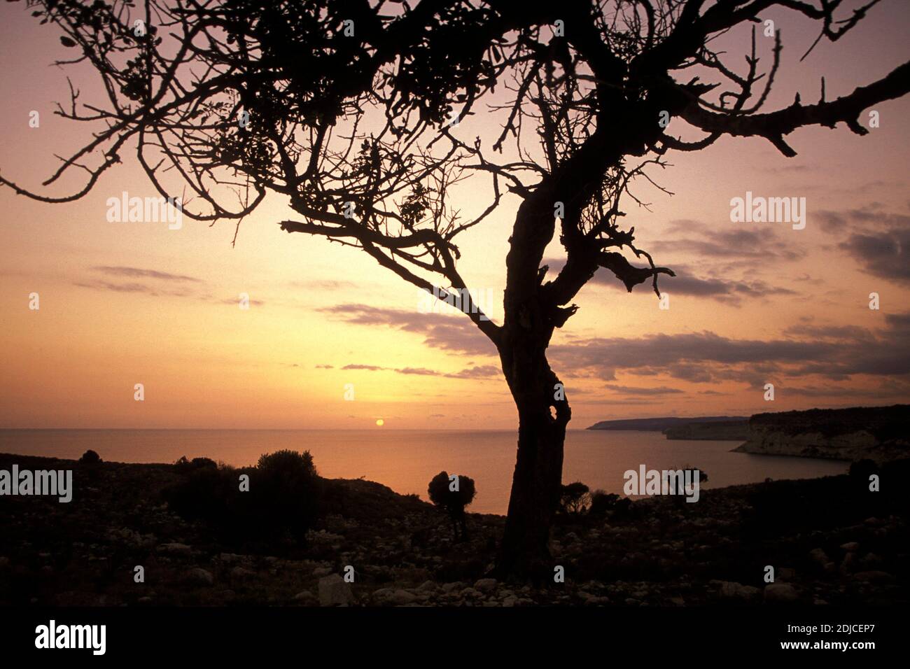 a Olive Tree in the Landscape near the city of Larnaka in the south of ...