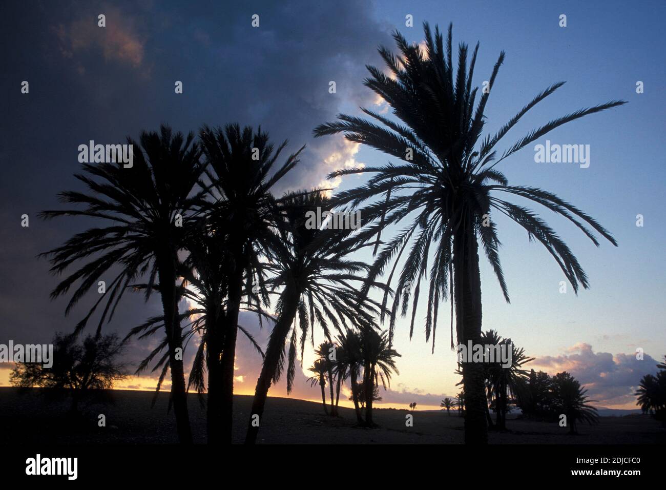 a Palm Tree in the Landscape near the city of Larnaka in the south of ...