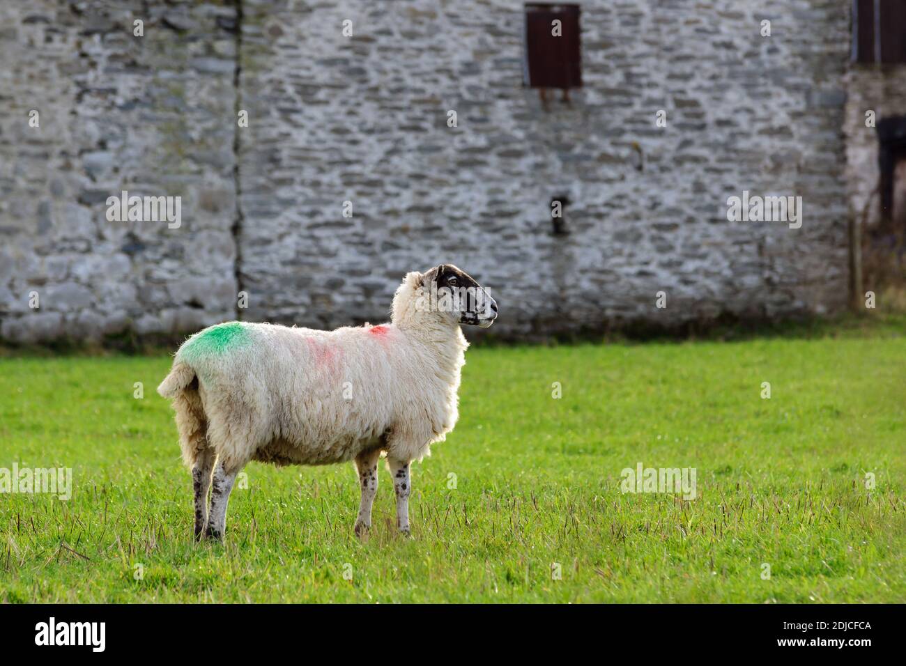 North of England or North Country Mule sheep on a farm in the UK Stock ...