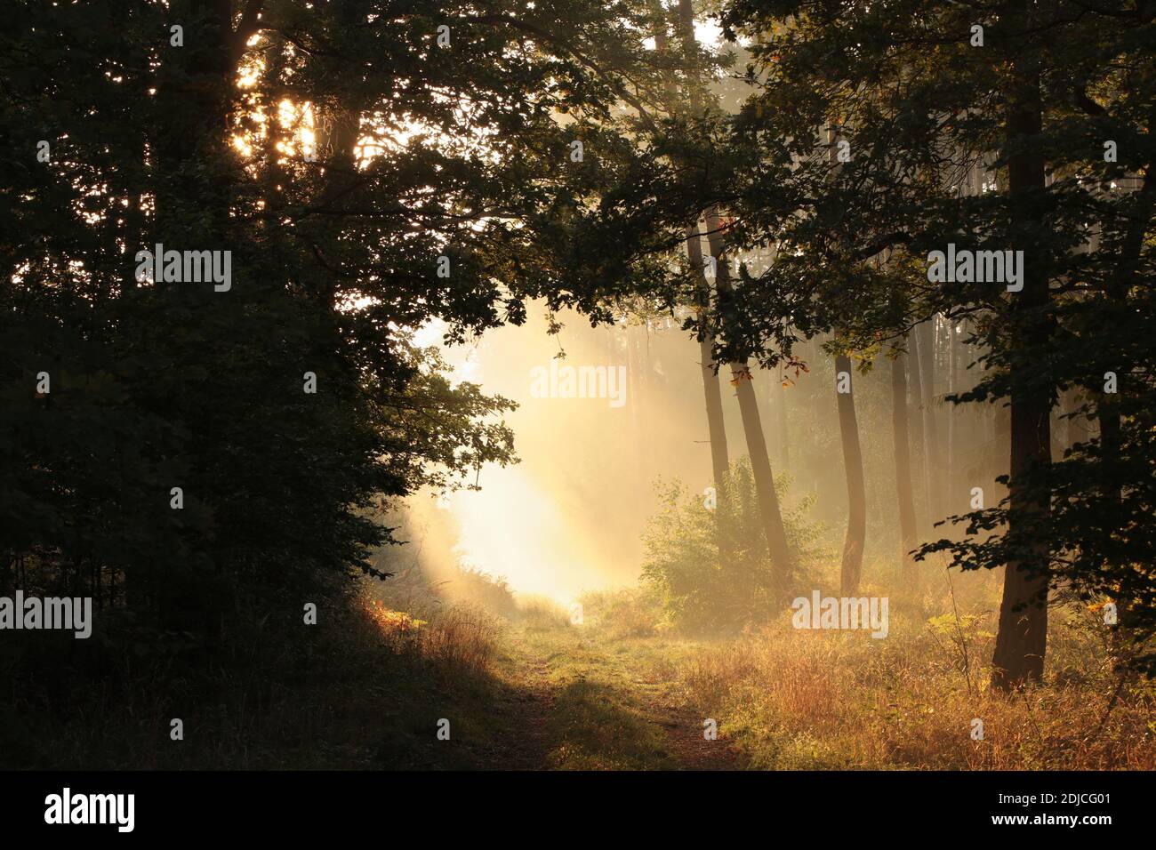 Forest path on a misty early autumn morning Stock Photo - Alamy