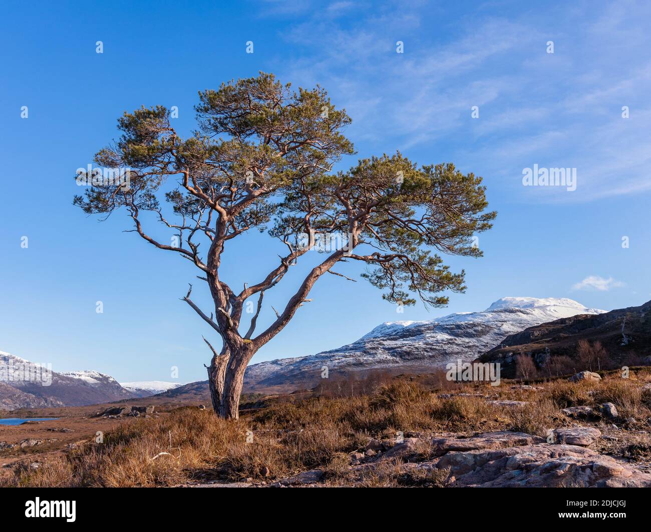 Lone tree by Loch Maree, Torridon area, Wester Ross, Scotland Stock ...