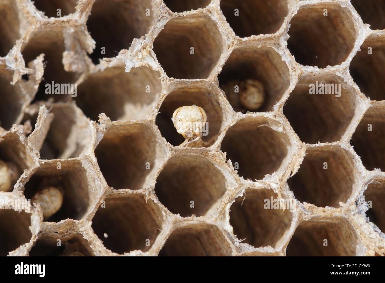 Beehive shape hi-res stock photography and images - Alamy