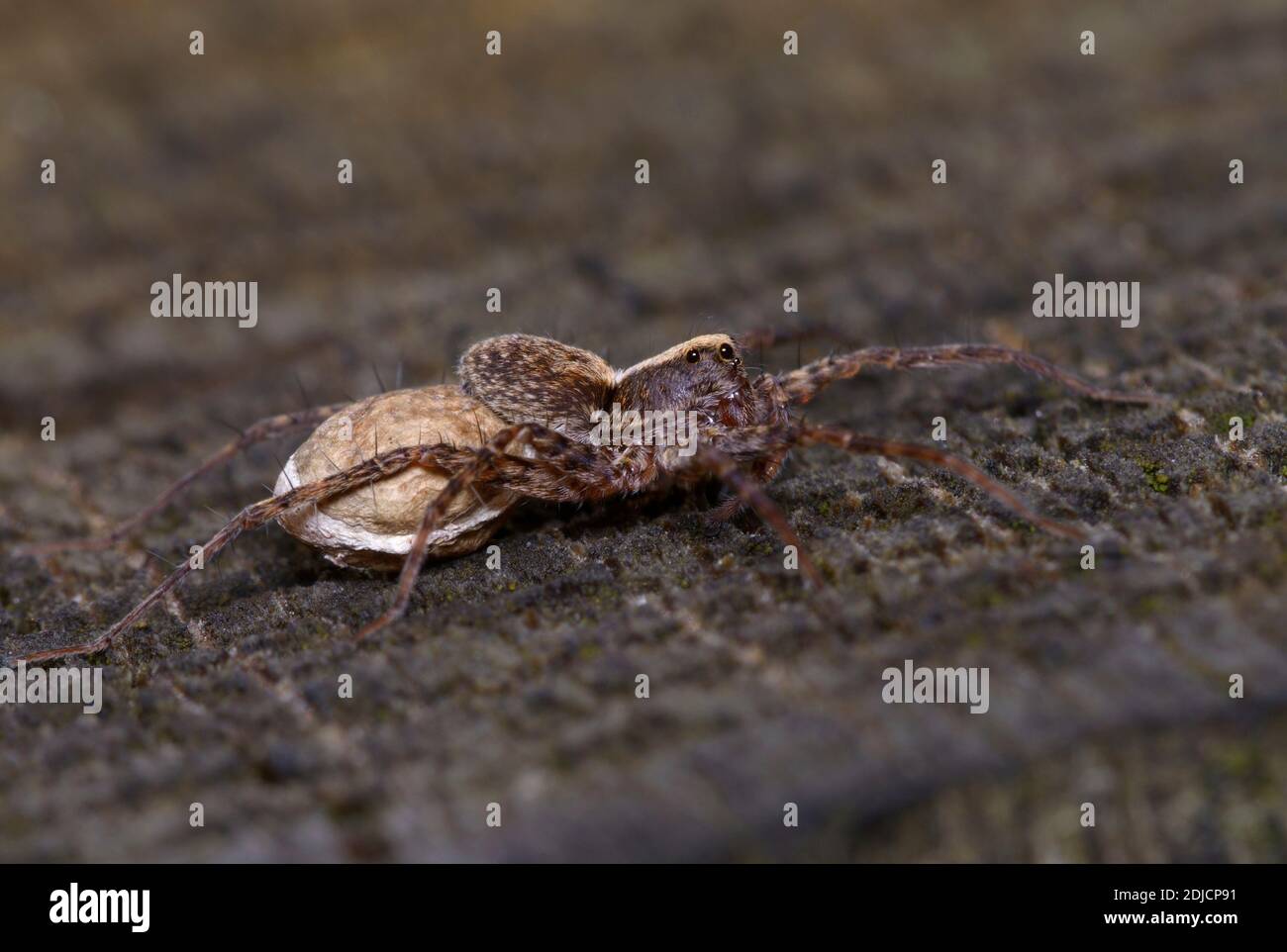 Spider cocoon hi-res stock photography and images - Alamy