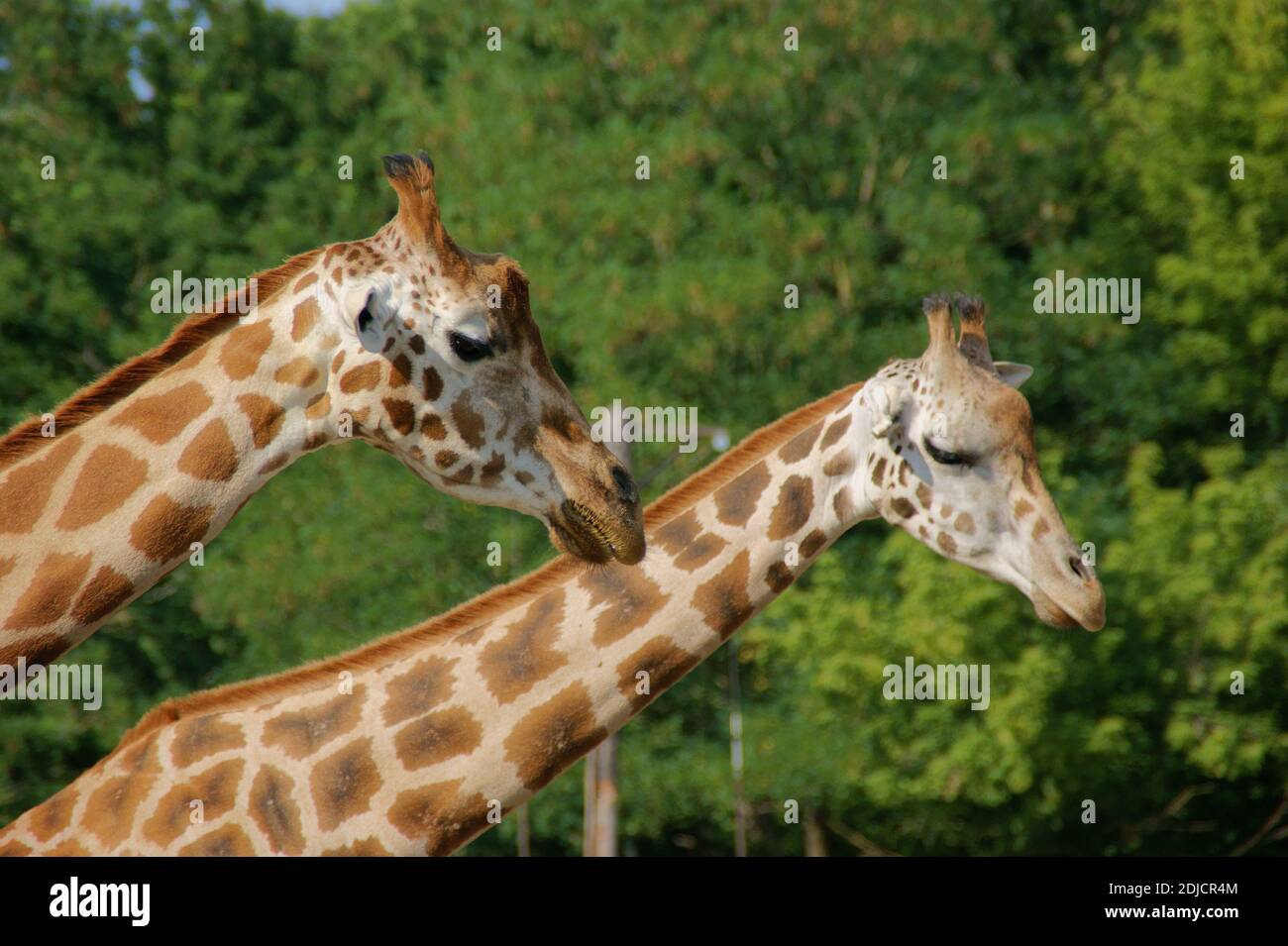 Berlin zoo giraffe hi-res stock photography and images - Alamy