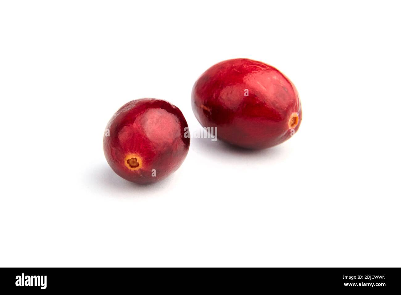 Marsh berries Cut Out Stock Images & Pictures - Alamy