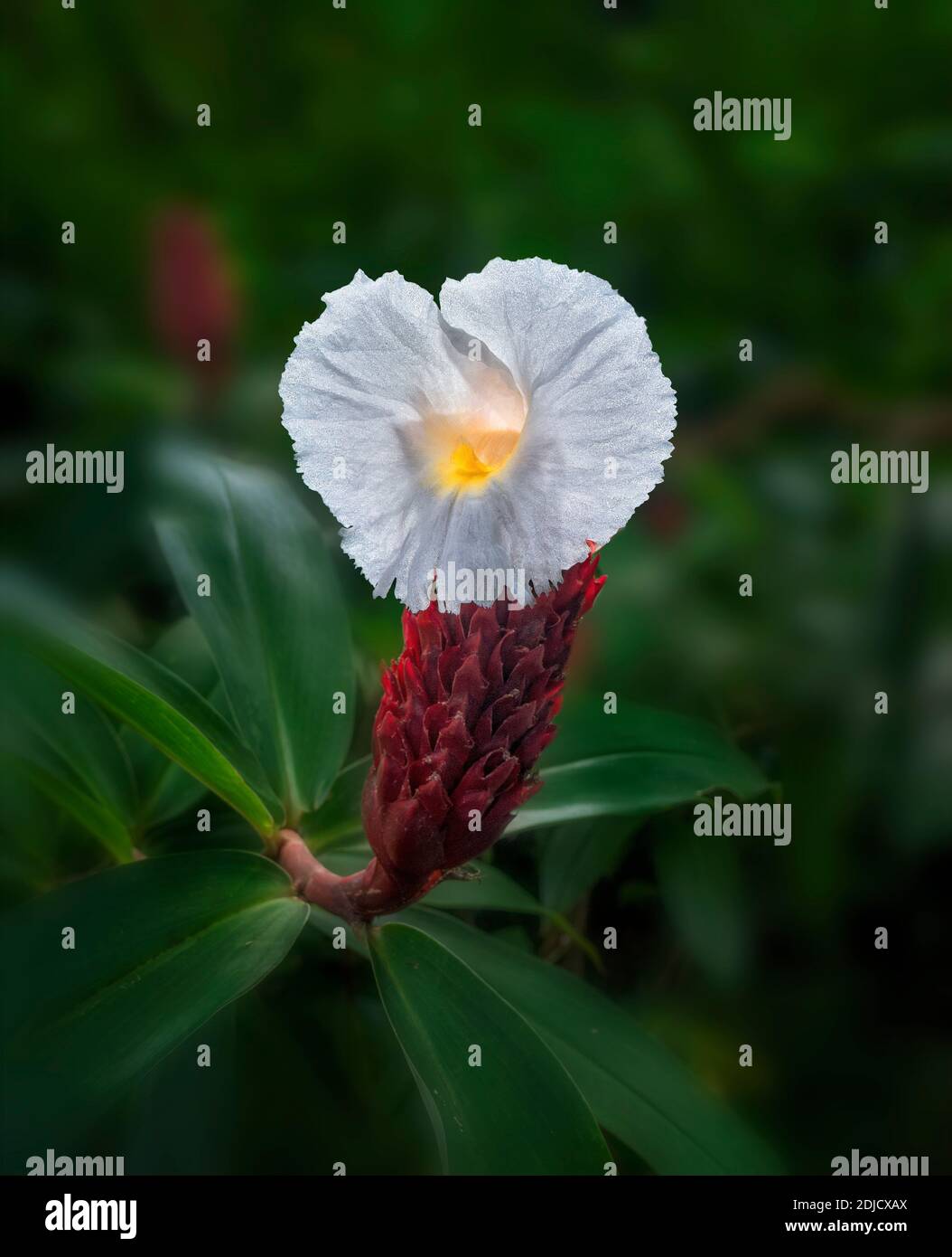 Close up of Spiral Flag (Costus Speciousus) flower. Hoomaluhia ...