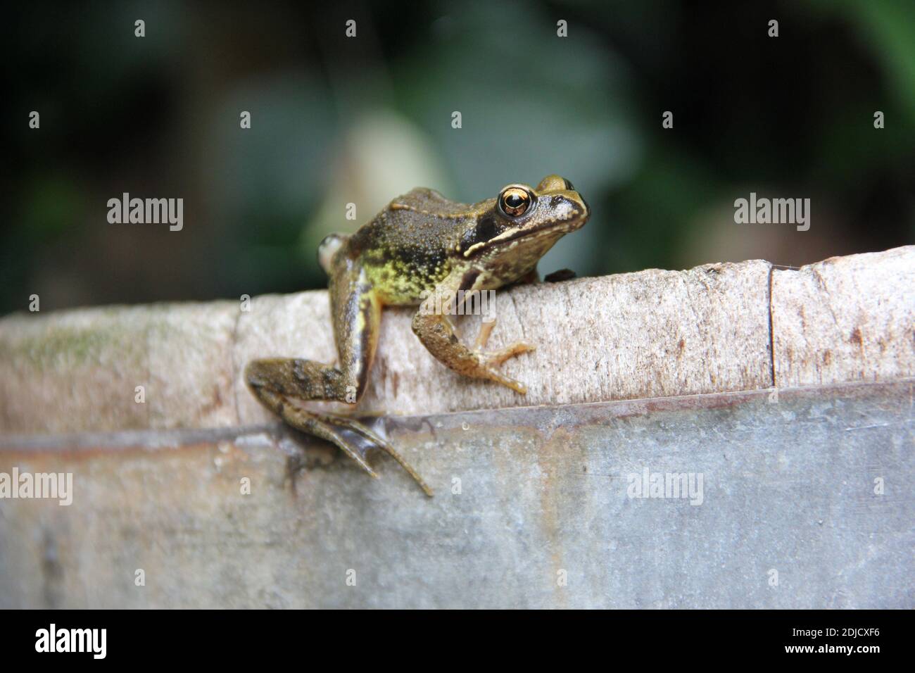 Sunbathing frog hi-res stock photography and images - Alamy