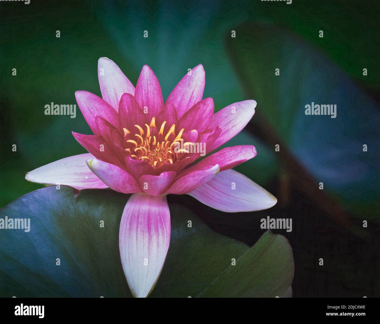 Red water lily in small pond near Alpine, Oregon Stock Photo - Alamy