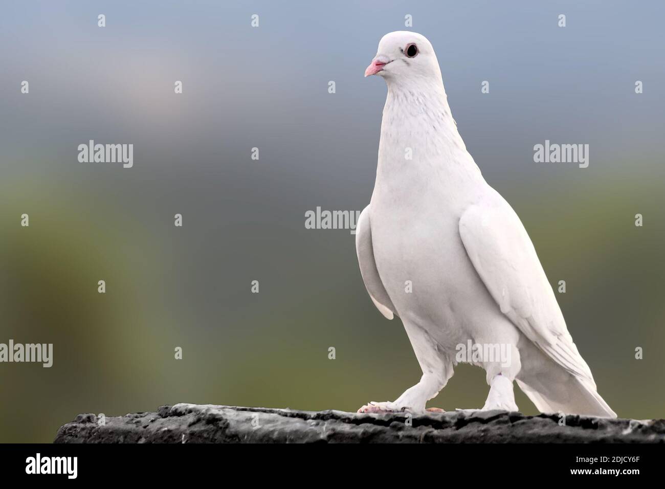 Dove on wall hi-res stock photography and images - Alamy