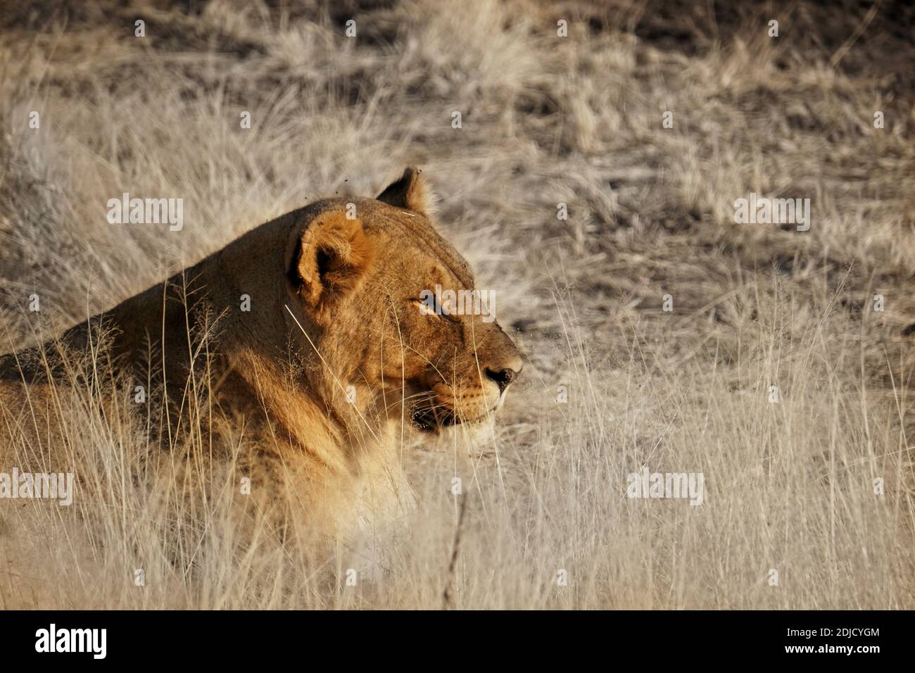 Lioness sitting side view hi-res stock photography and images - Alamy