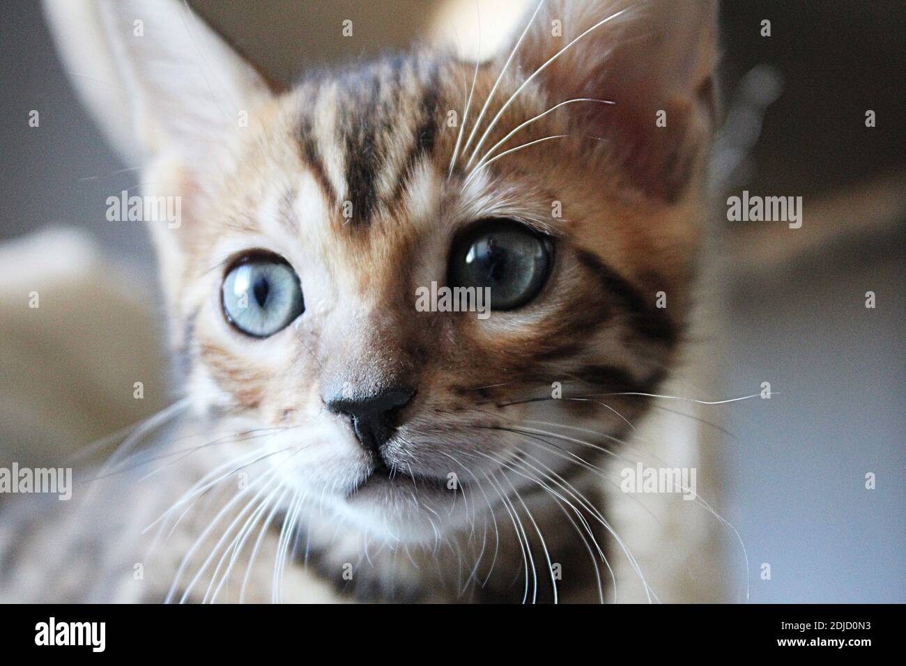 Bengal eye hi-res stock photography and images - Alamy
