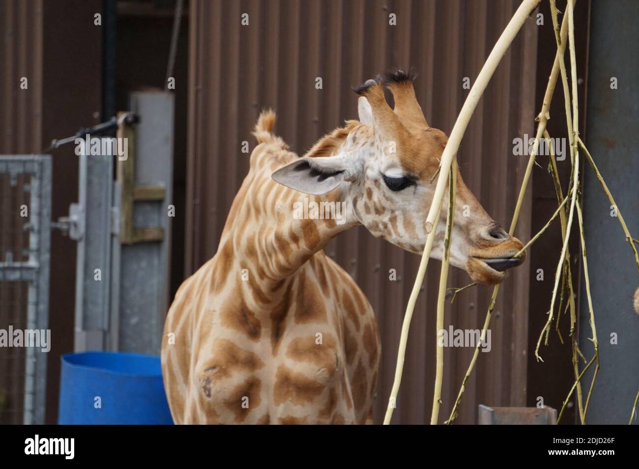 Giraffe In A Zoo Stock Photo - Alamy