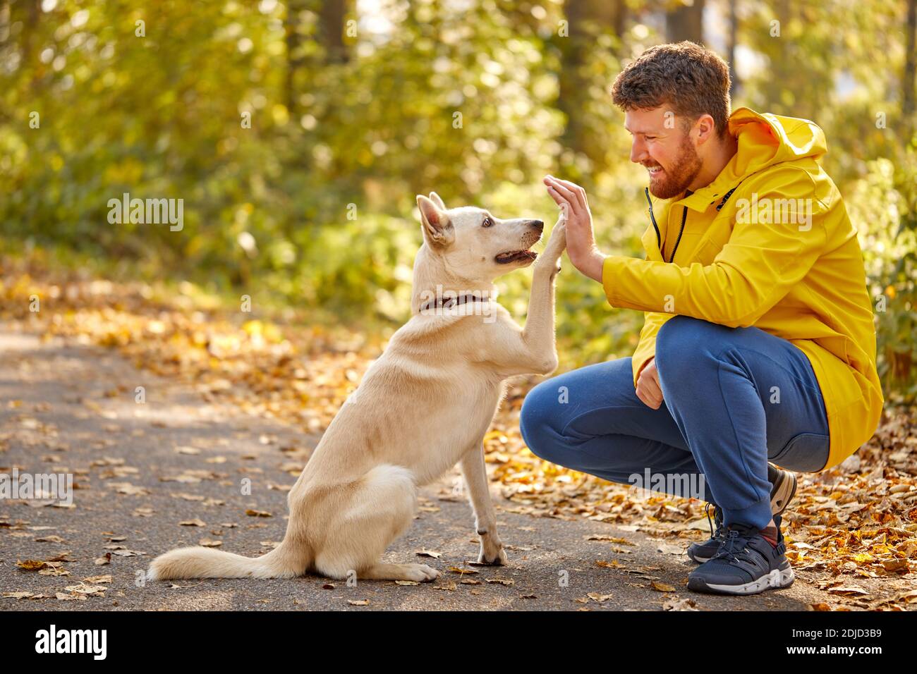 man give high five to lovely pet dog in the forest, friendship between ...