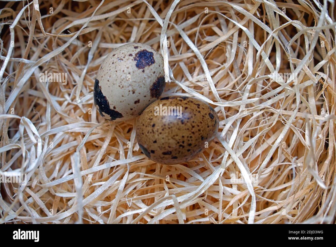 Two japanese quail bird eggs in nest Stock Photo - Alamy