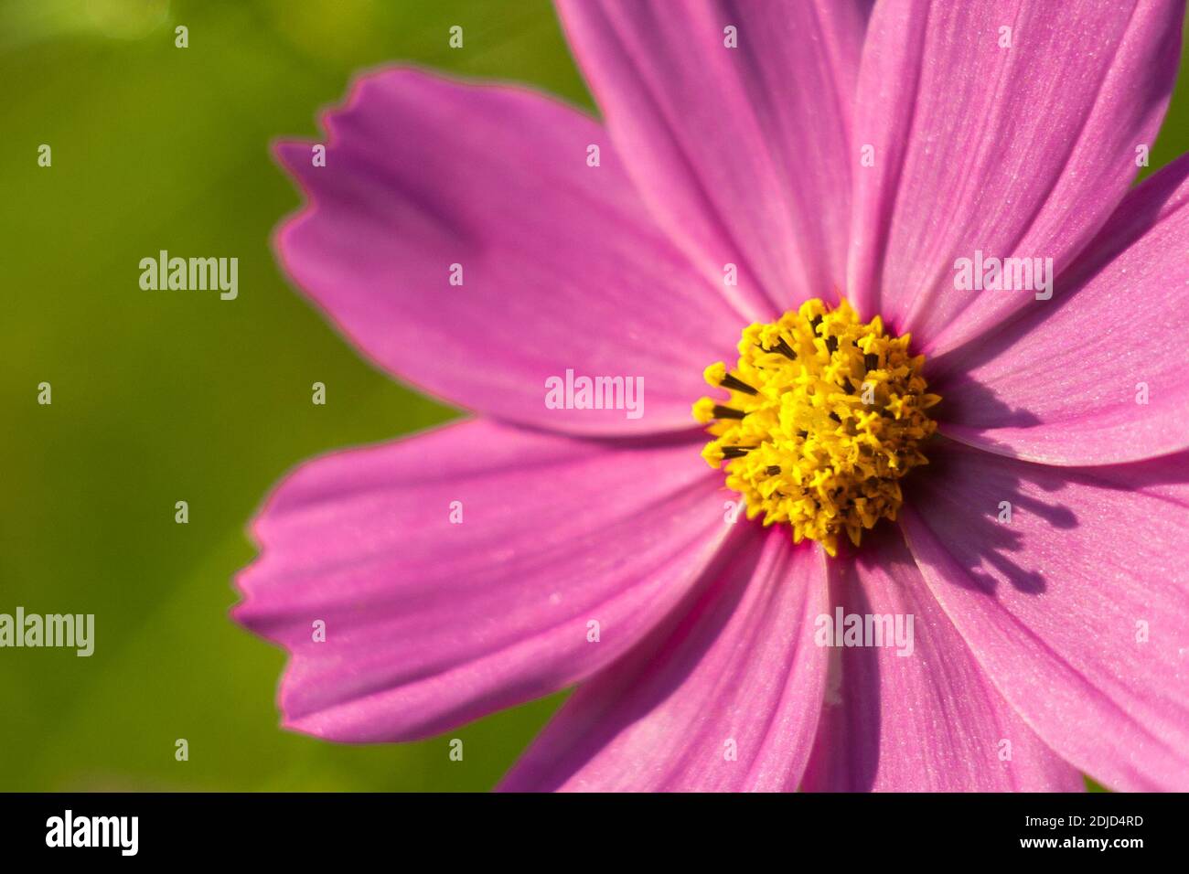 Cosmos yellow cosmos japan hi-res stock photography and images - Alamy