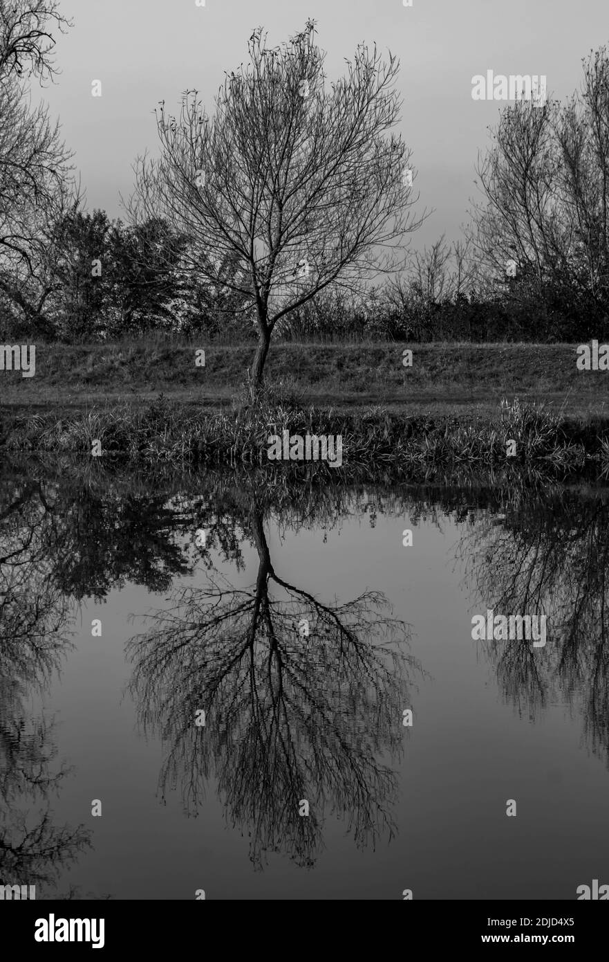 tree reflected on the river Stock Photo - Alamy