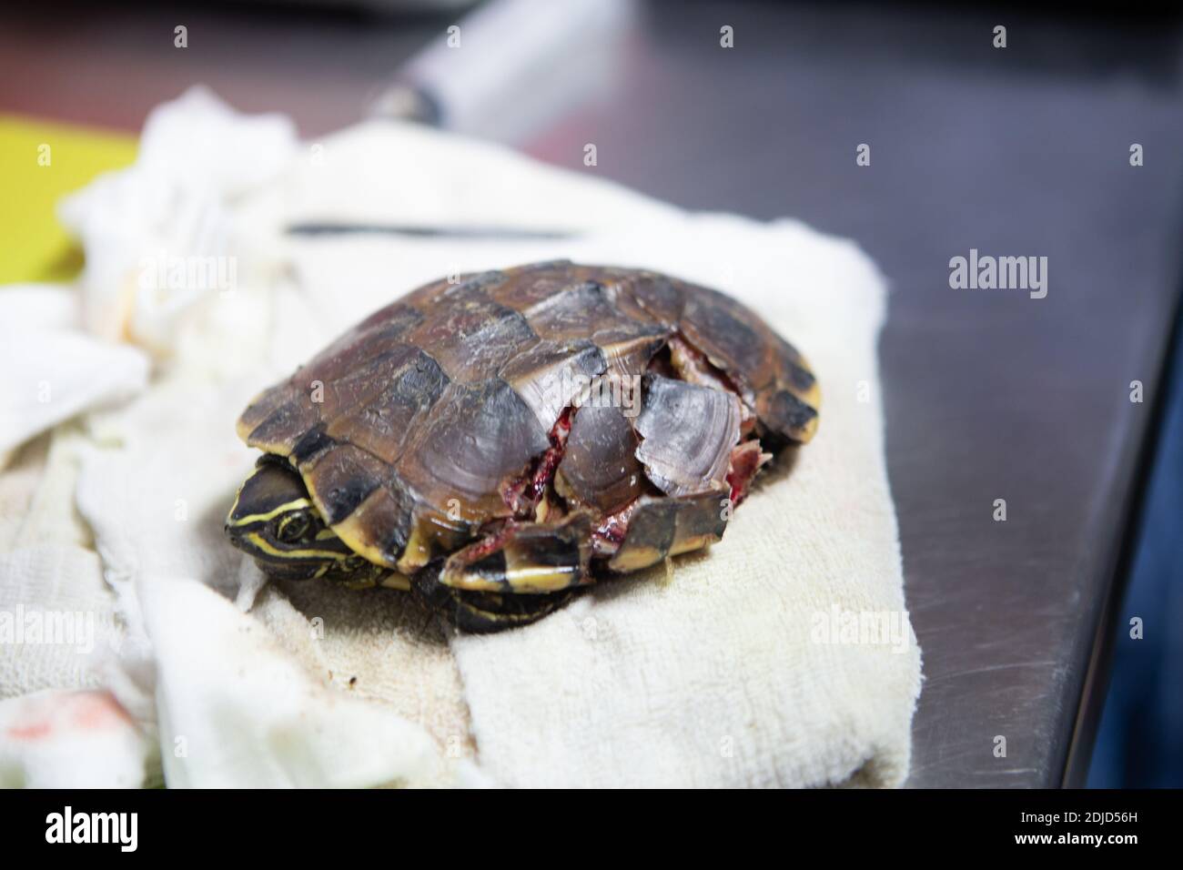 Injured reptile hi-res stock photography and images - Alamy