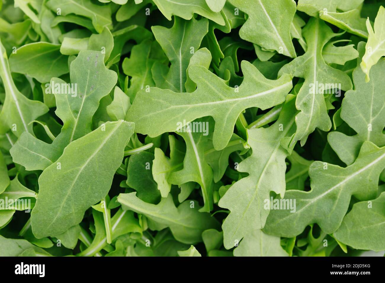 Wild rocket leaves background in a heap which is a vegetable salad crop ...