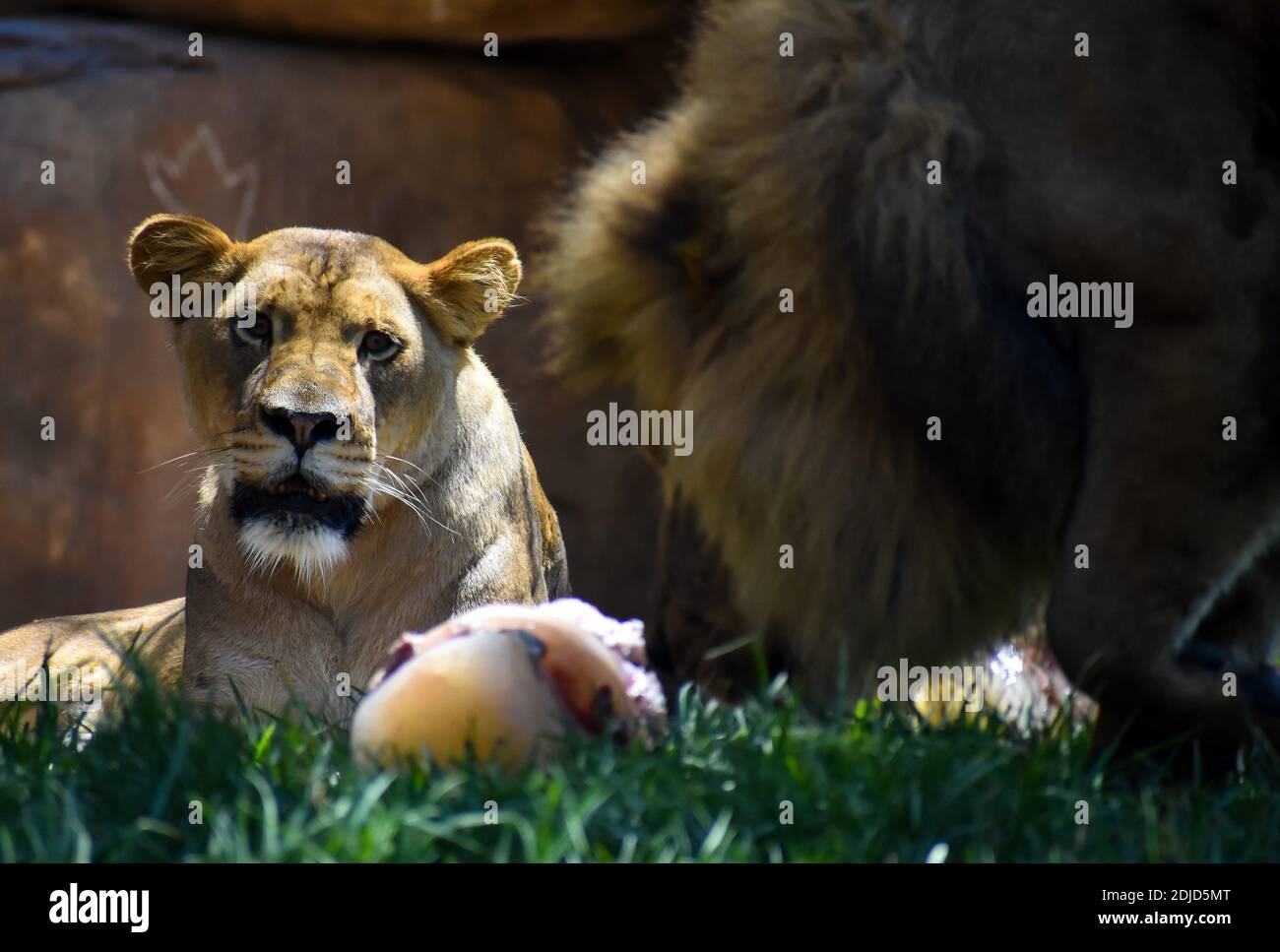 Lawn animals hi-res stock photography and images - Alamy