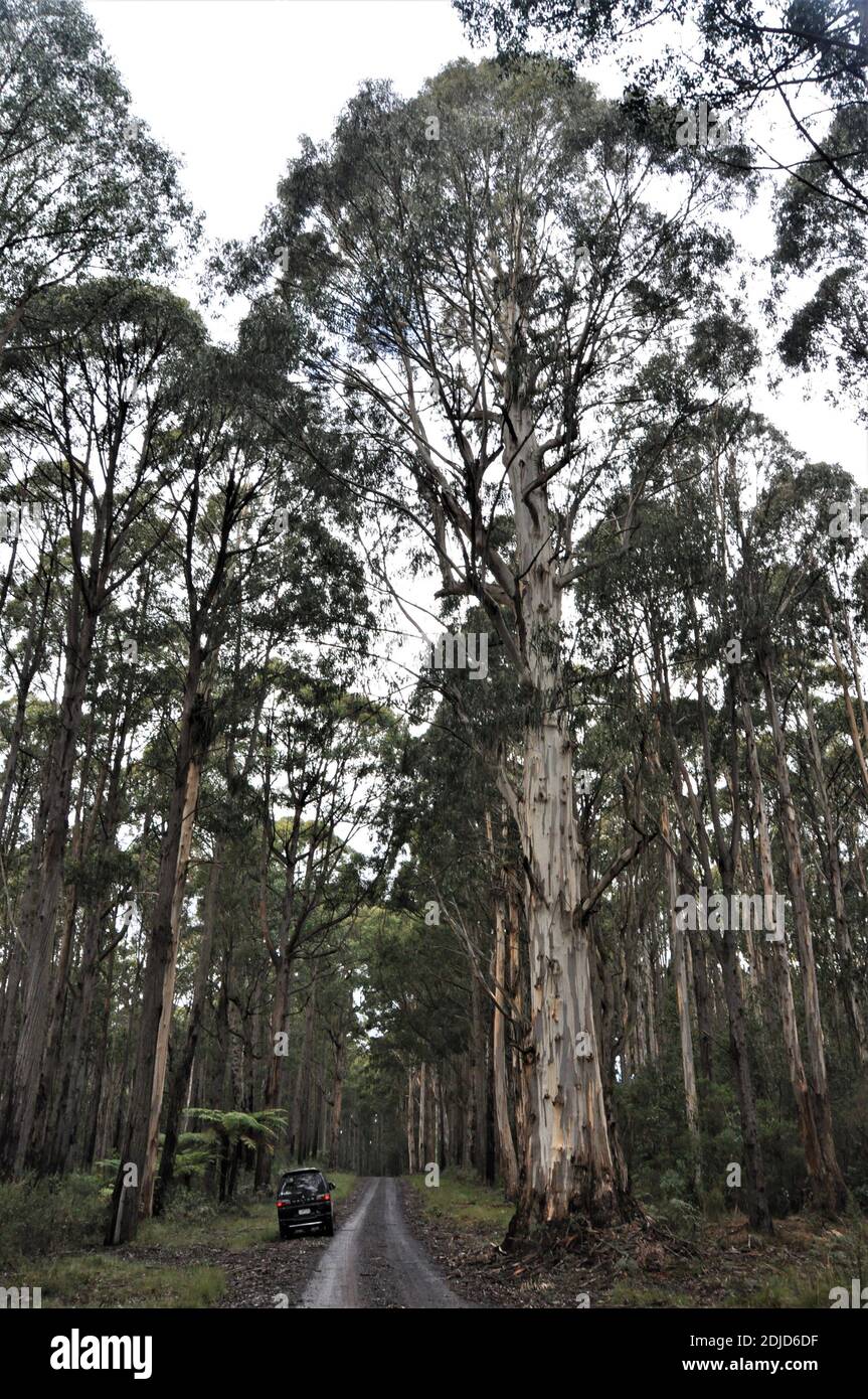 Warburton forest hi-res stock photography and images - Alamy