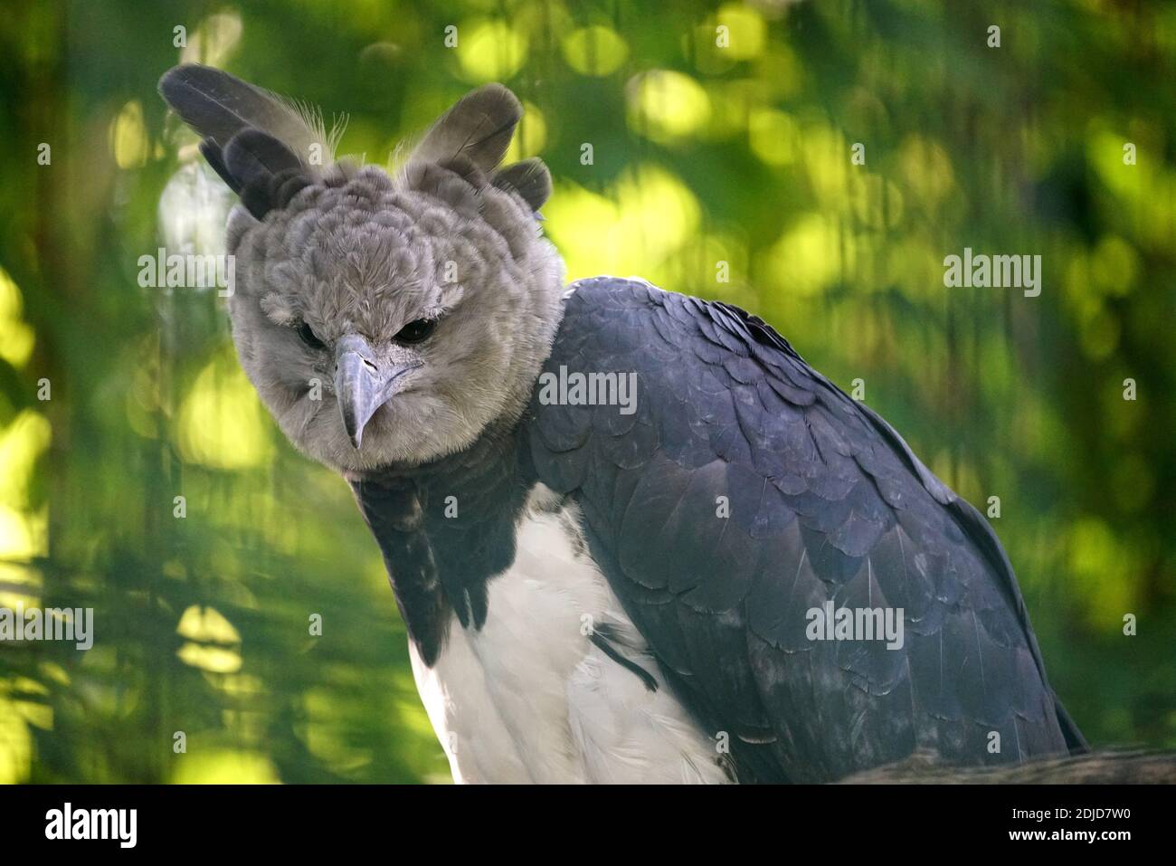 Animals harpy eagle hi-res stock photography and images - Alamy