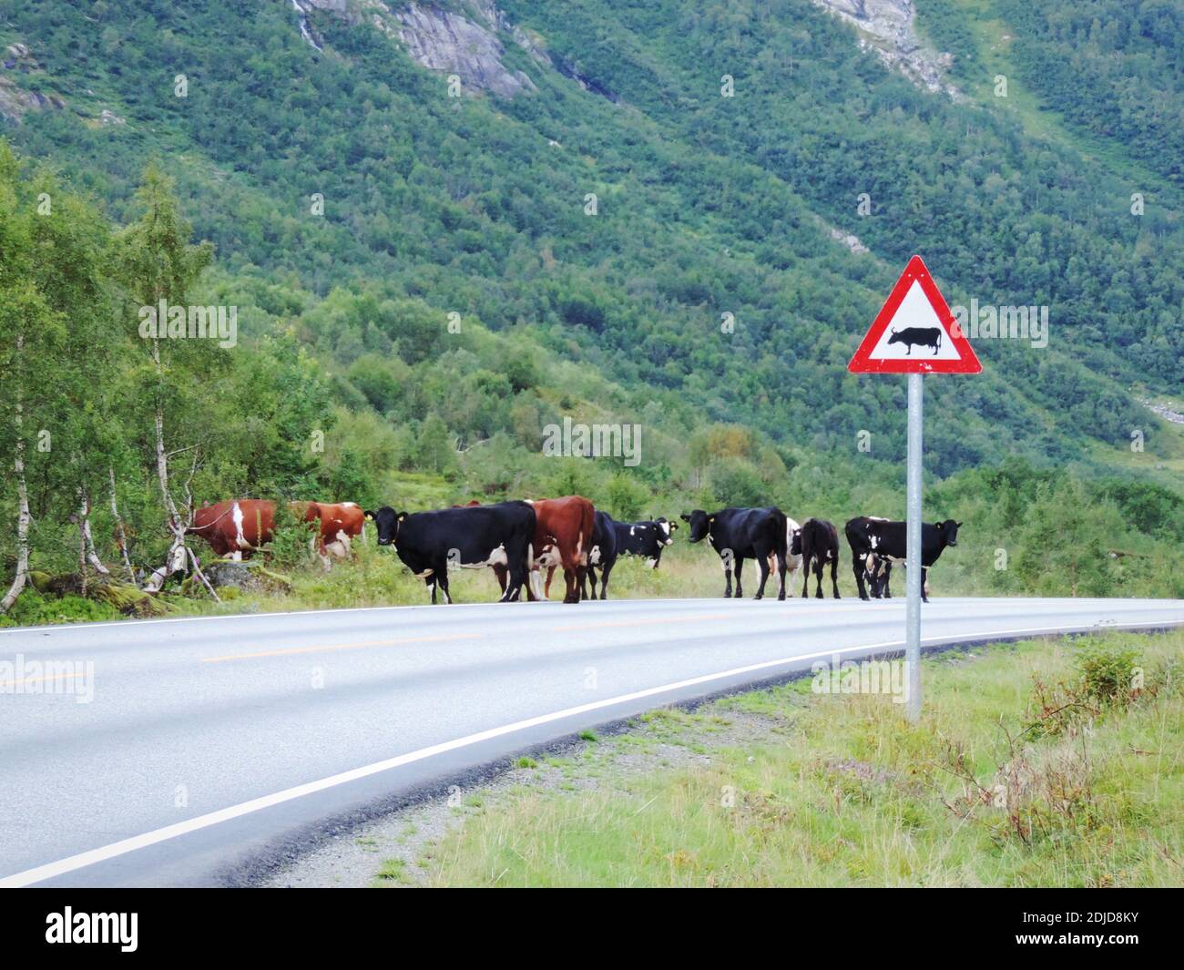 Cattle on country road hi-res stock photography and images - Alamy