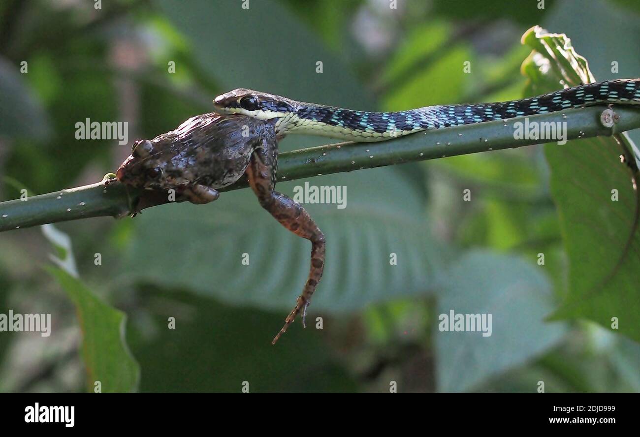 Tree frog eating hi-res stock photography and images - Alamy