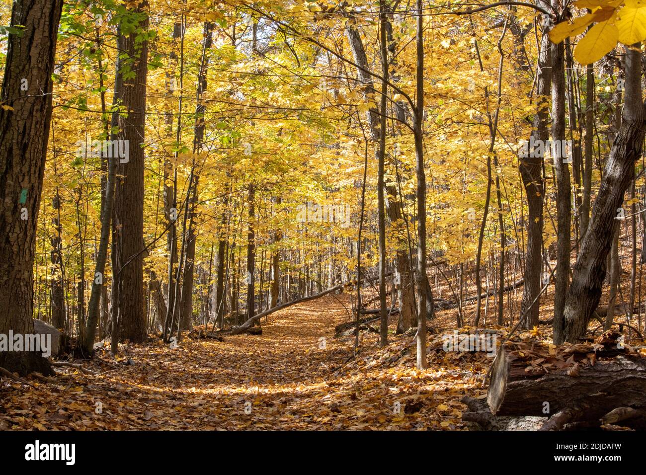 Nature trail in the fall Stock Photo - Alamy