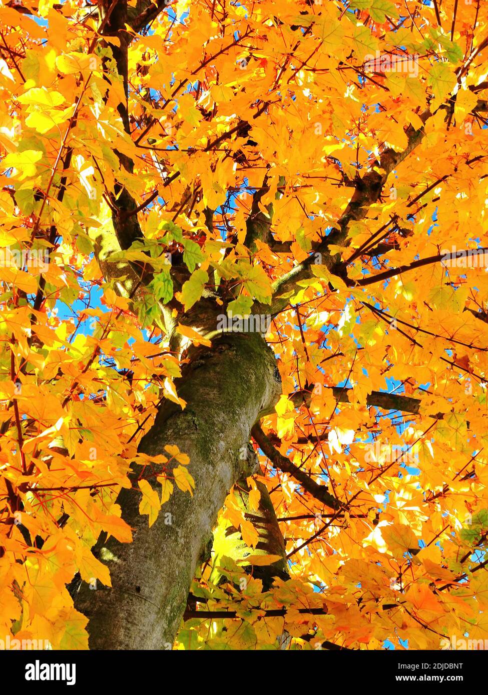 Autumn fall colour of golden and orange sunlit leaves on a Stock Photo ...