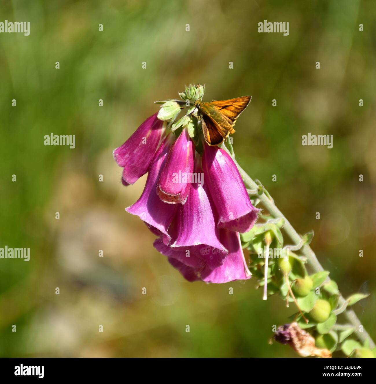 Deep pink flowers of Digitalis purpurea with daytime butterfly on top ...