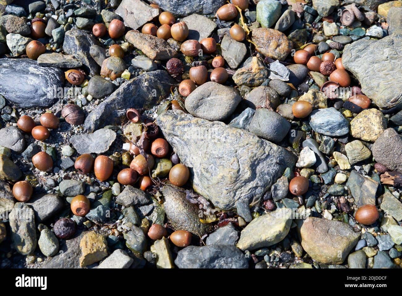 A close up of the rocky, pebble beach with scattered, brown tree acorns ...