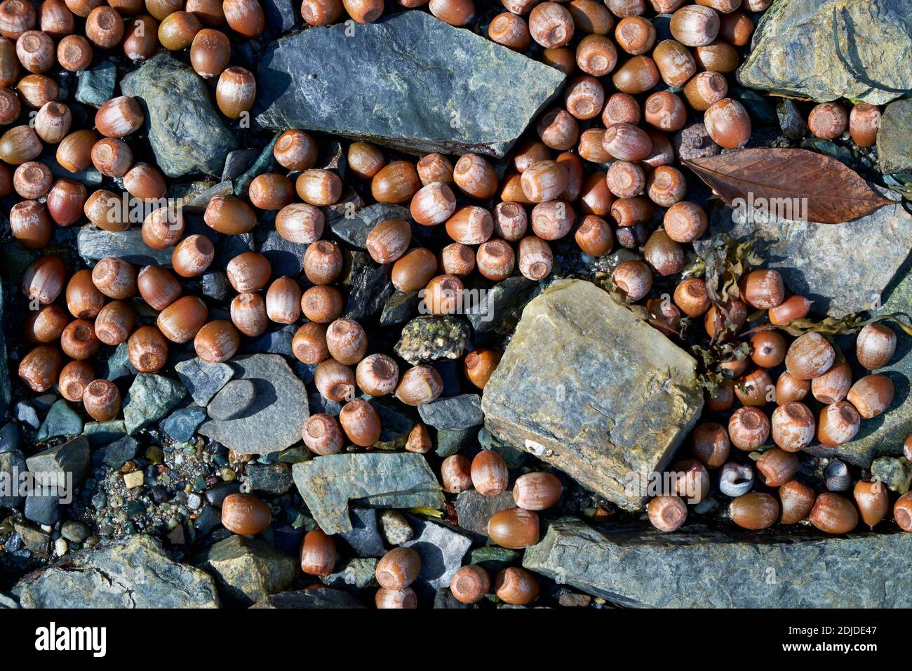A close up of the rocky, pebble beach with scattered, brown tree acorns ...
