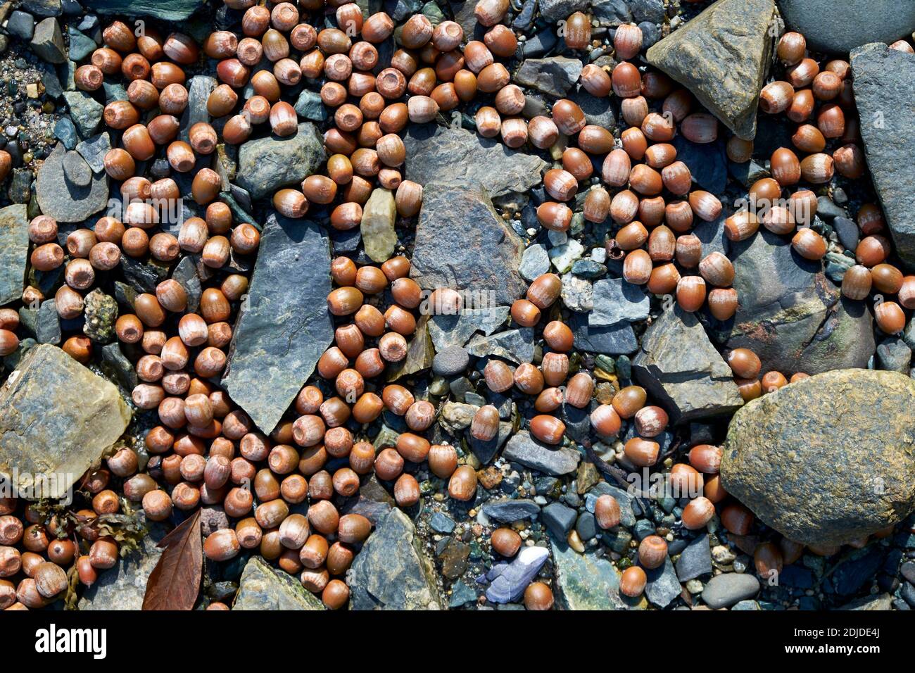 A close up of the rocky, pebble beach with scattered, brown tree acorns ...