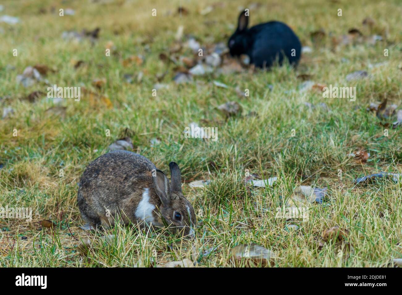 Close-up cute wild rabbits foraging in the grass. The Bunnies of ...