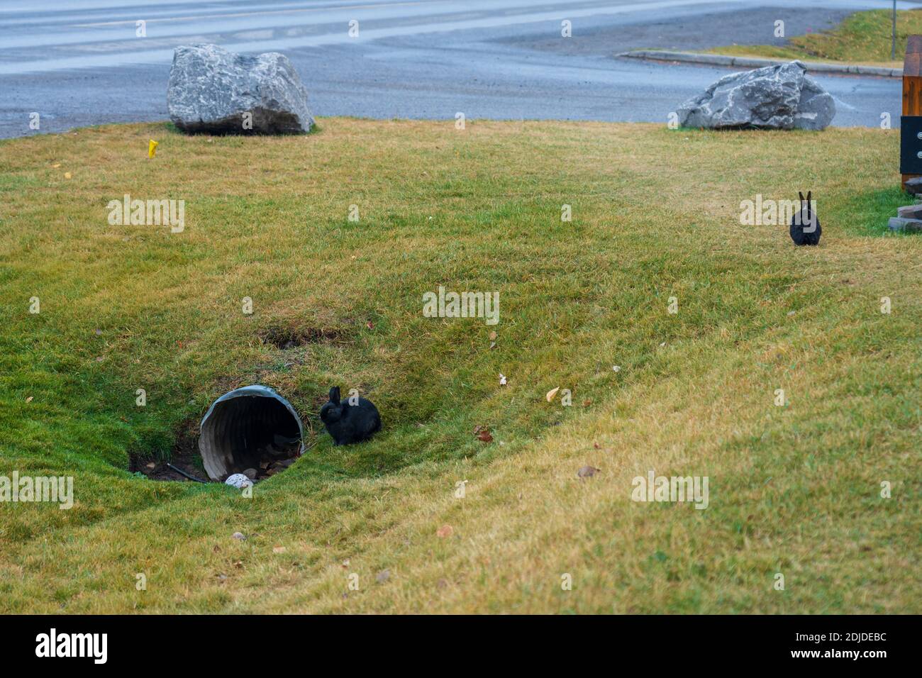 Close-up cute wild rabbits foraging in the grass. The Bunnies of ...