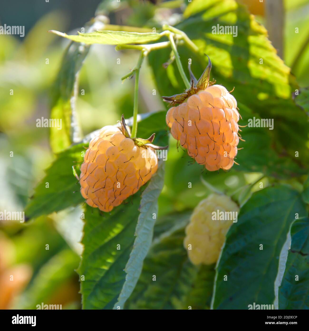 Heerbst-Himbeere (Rubus idaeus 'Autumn Amber' Stock Photo - Alamy