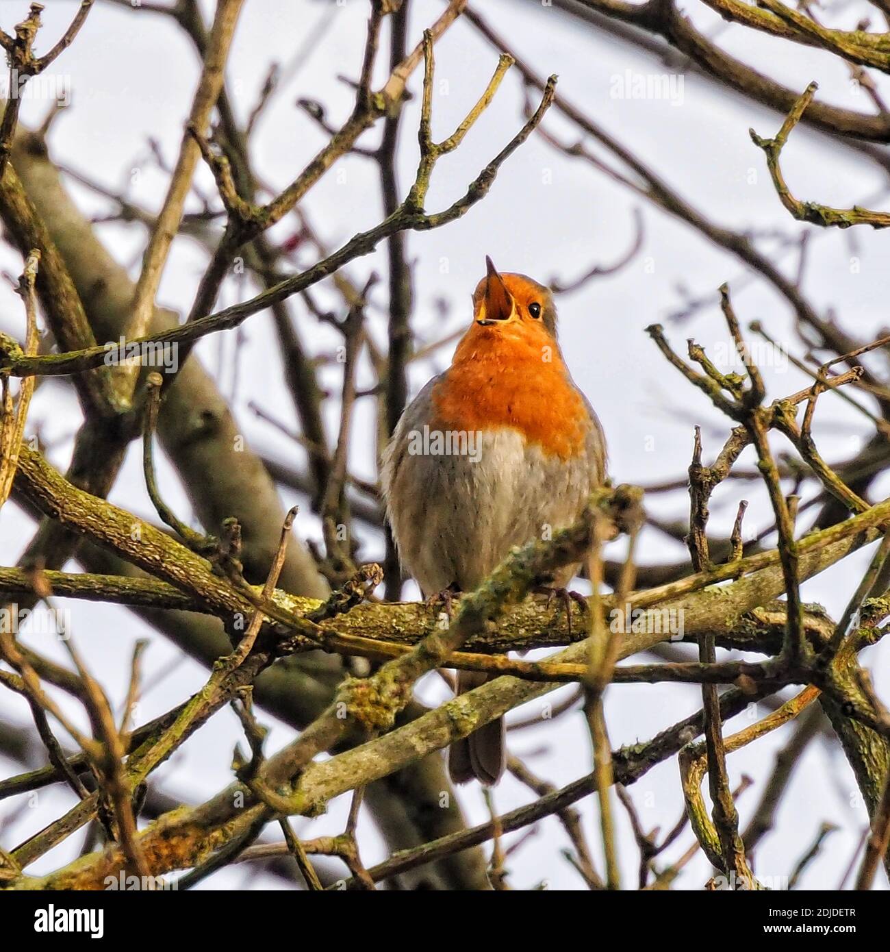 Robin redbreast singing hi-res stock photography and images - Alamy