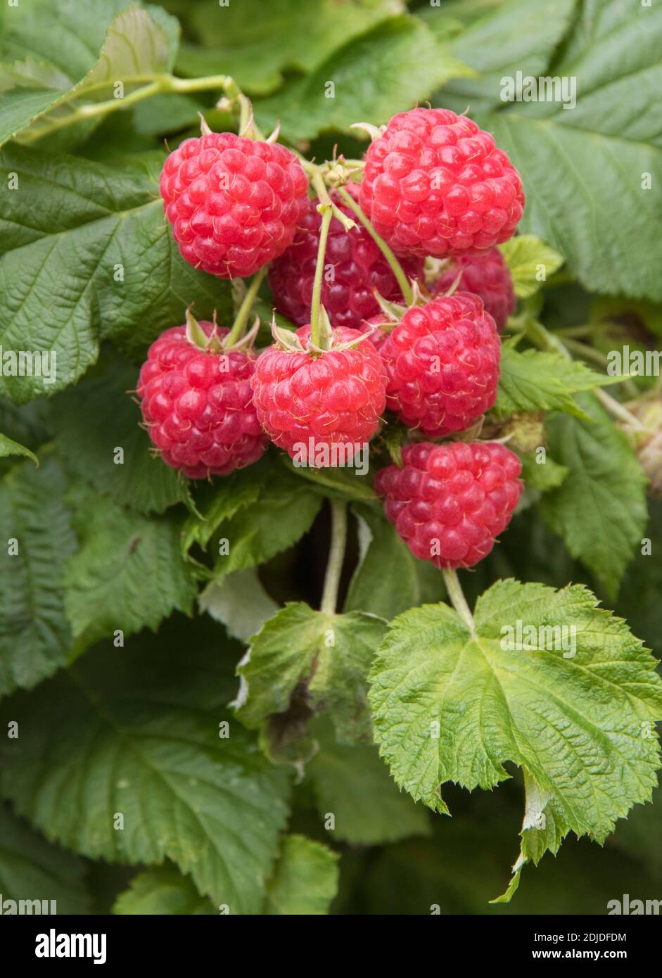 Rubus idaeus ruby beauty hi-res stock photography and images - Alamy