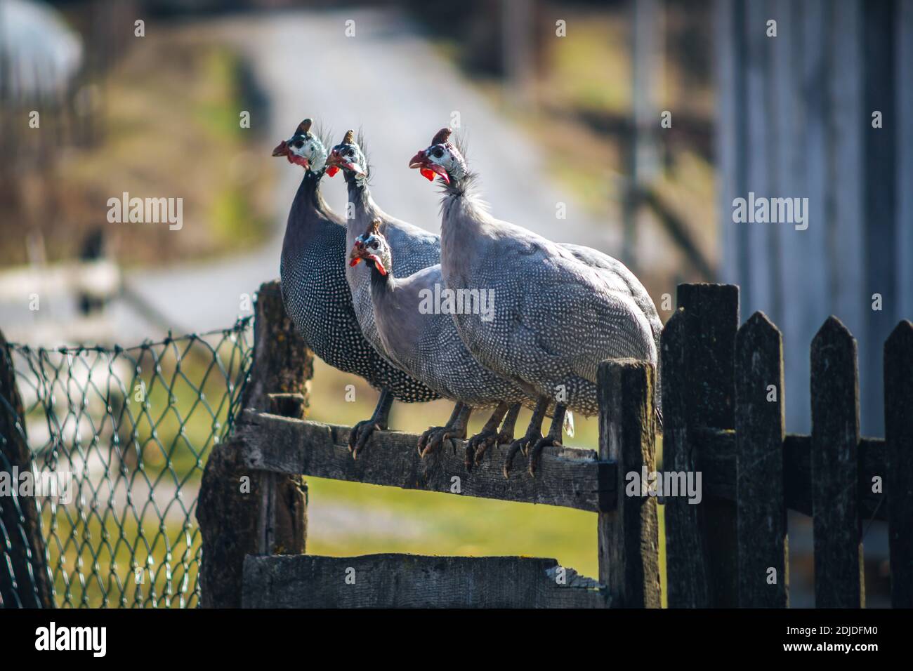 Birds On A Fence Stock Photo - Alamy