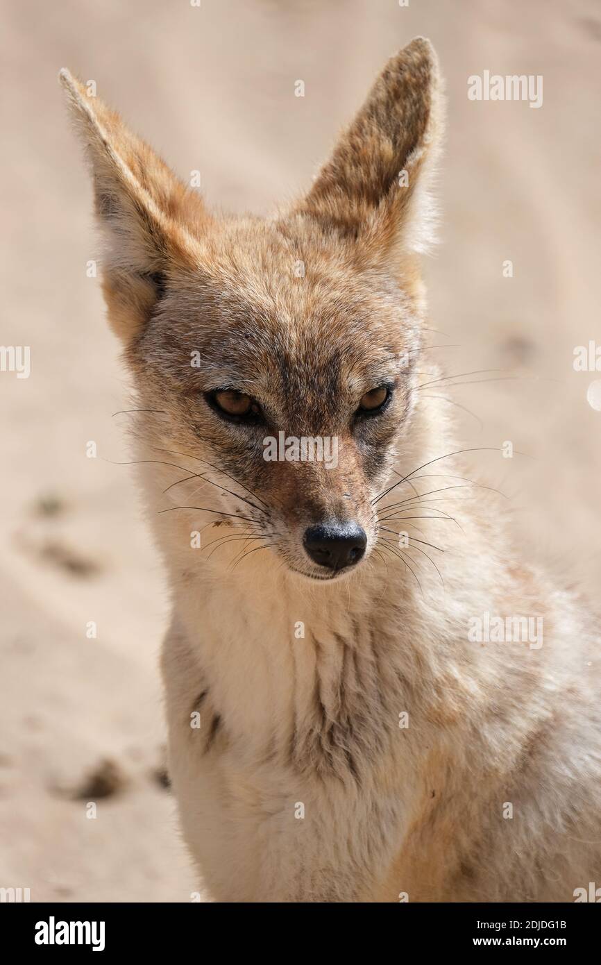 The Jackal, Namibia Stock Photo - Alamy