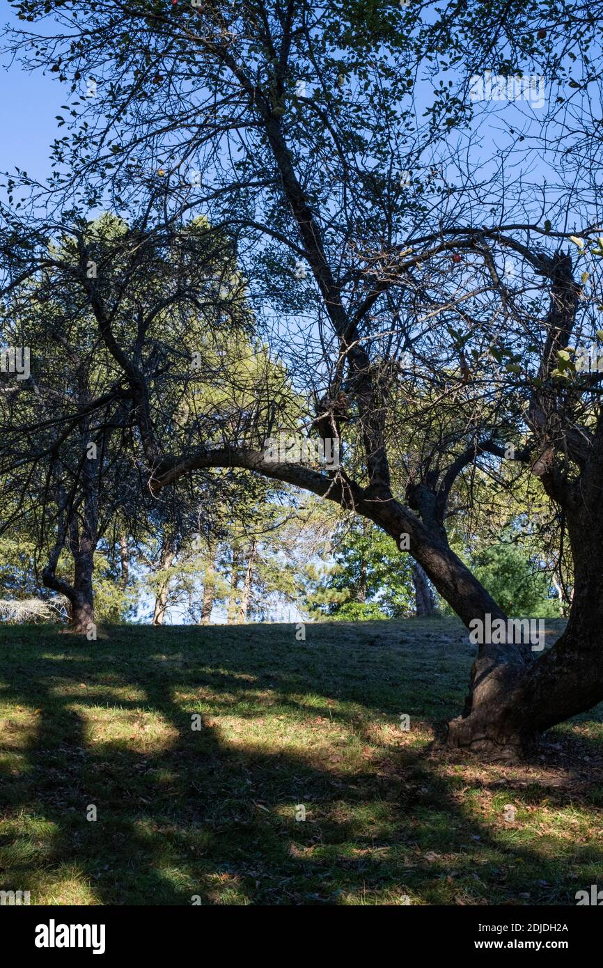 Trees and shadows Stock Photo - Alamy