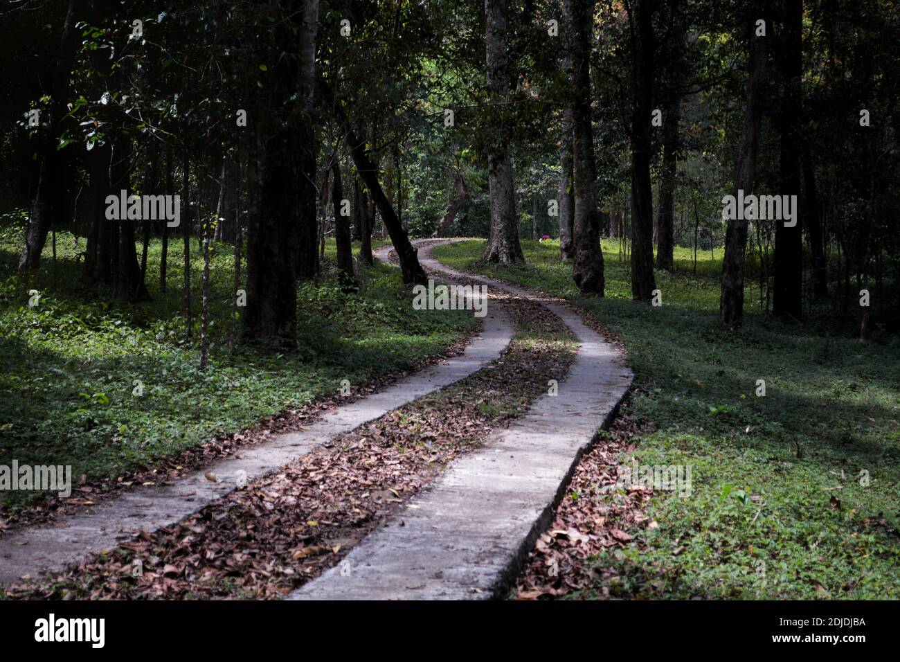 Coimbatore forest hi-res stock photography and images - Alamy
