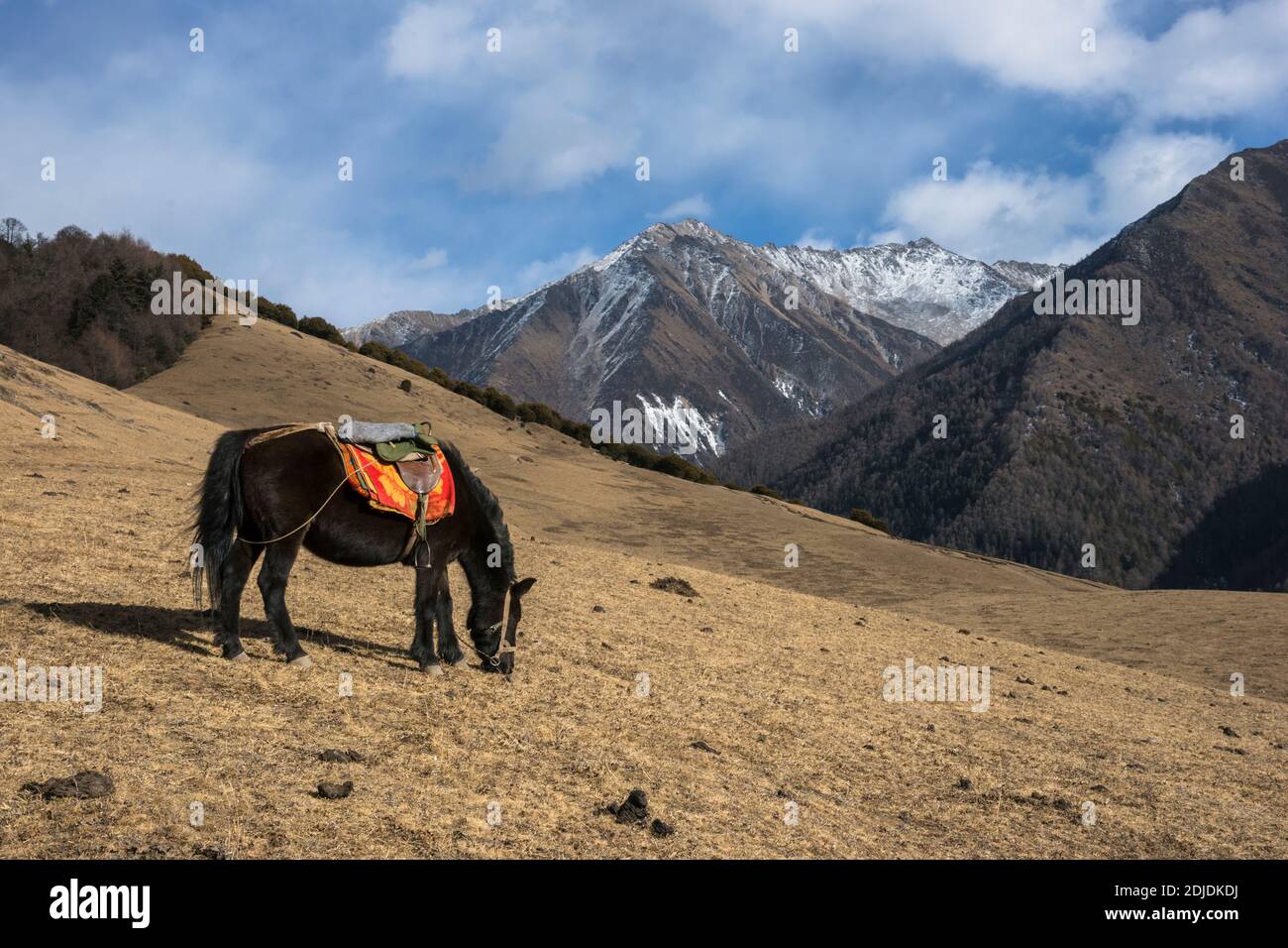 Blue sheep tibet hi-res stock photography and images - Alamy