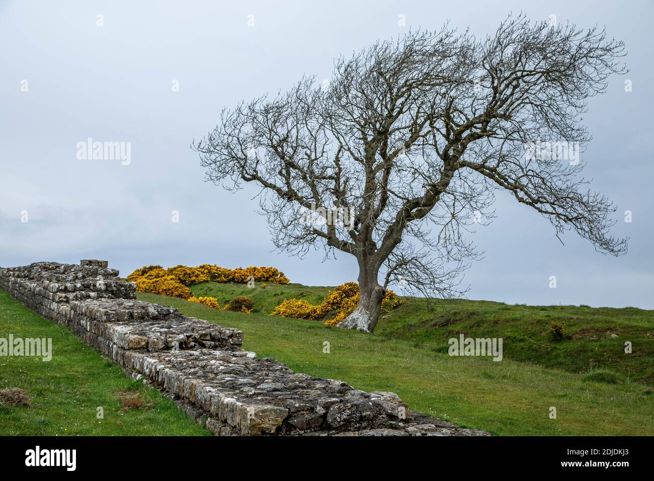 Ruins of Roman wall and tree, Hadrian's Wall, near Black Carts ...