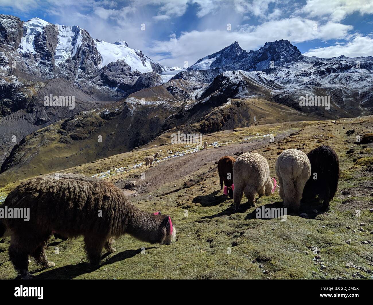 Land of lamas hi-res stock photography and images - Alamy