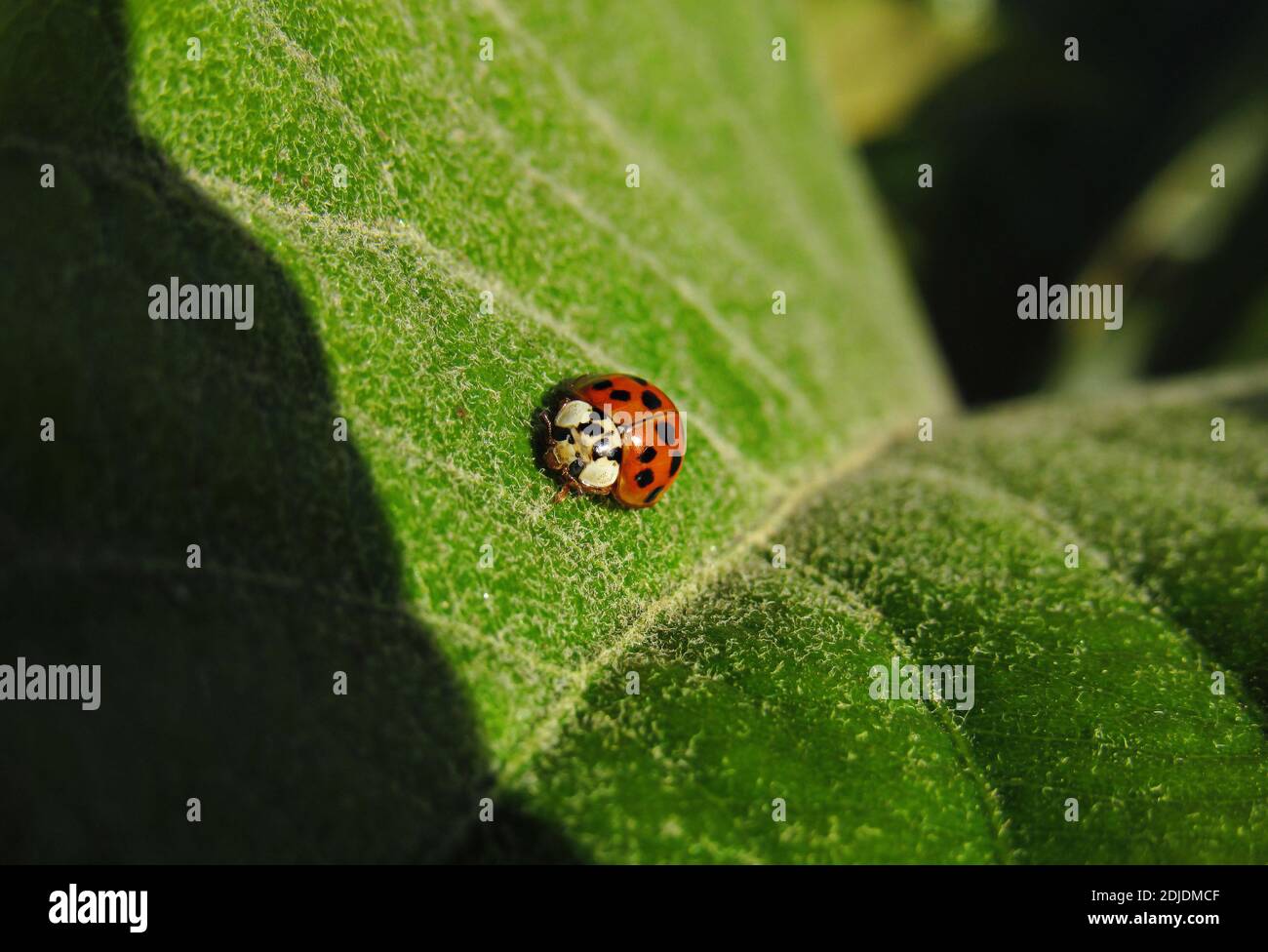 Mexico macrophotography hi-res stock photography and images - Alamy