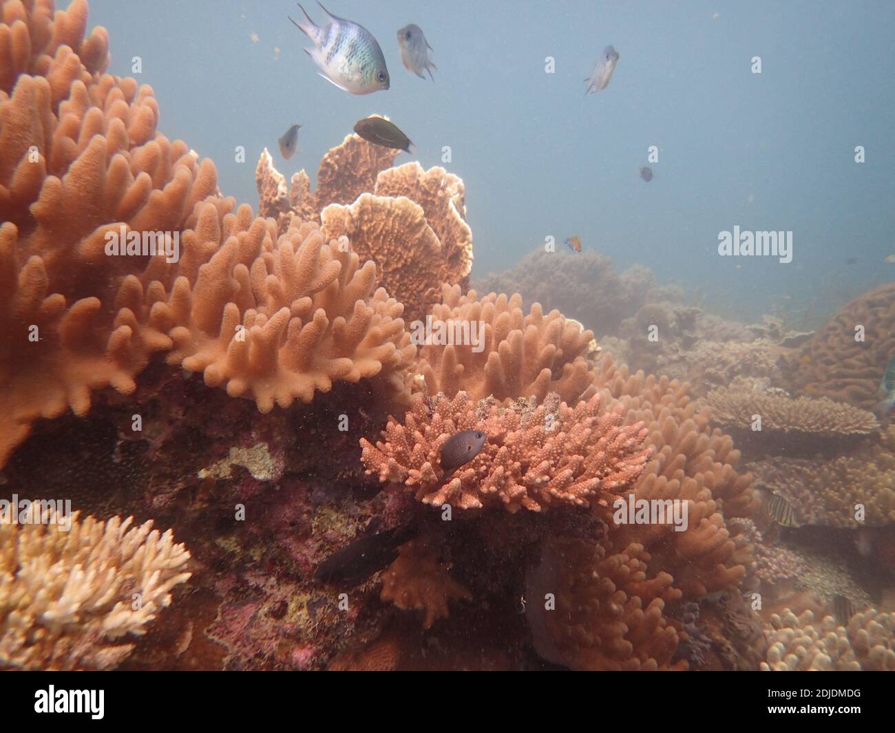 Tioman island fish hi-res stock photography and images - Alamy
