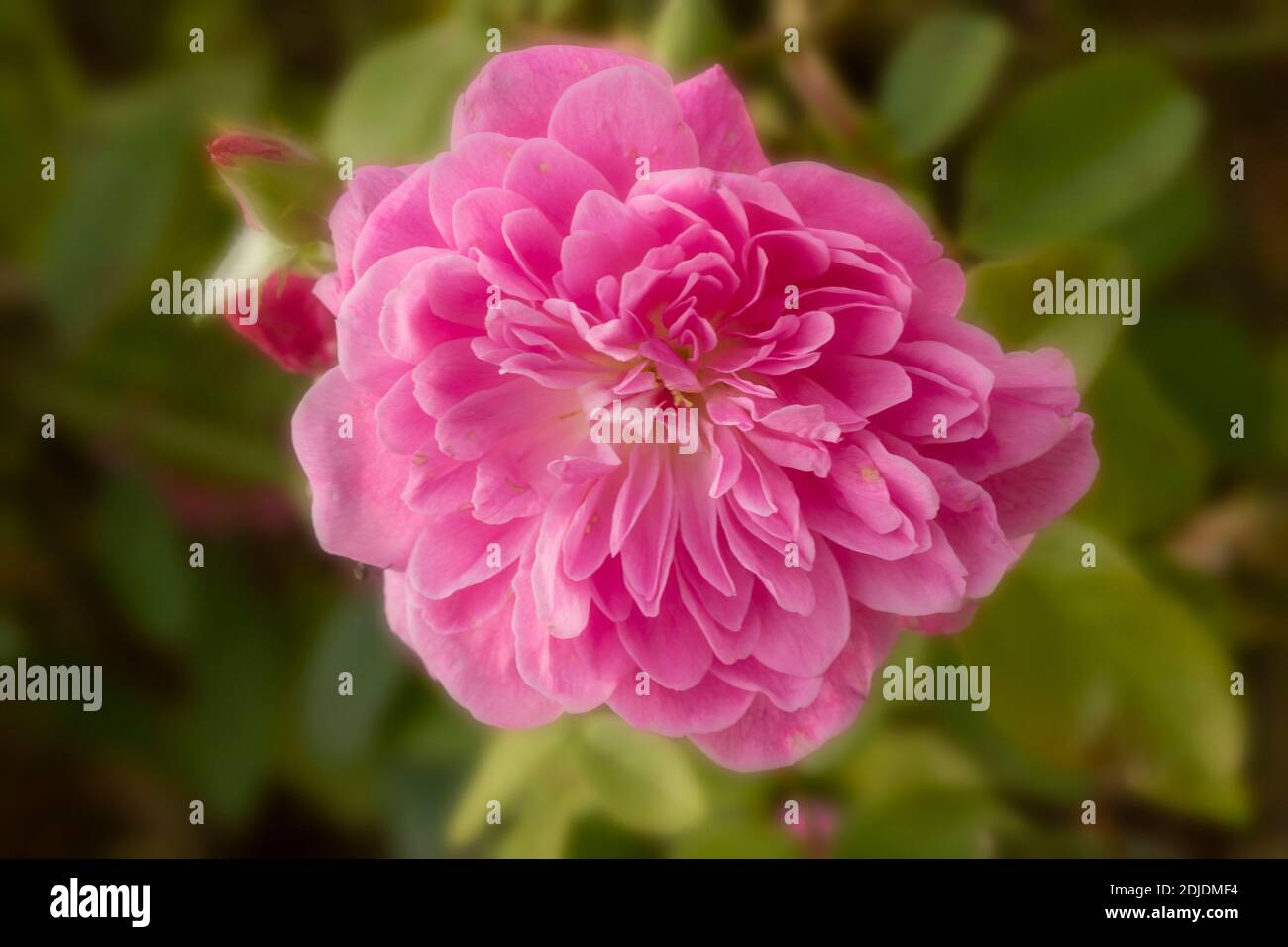 Rosa aushouse hi-res stock photography and images - Alamy
