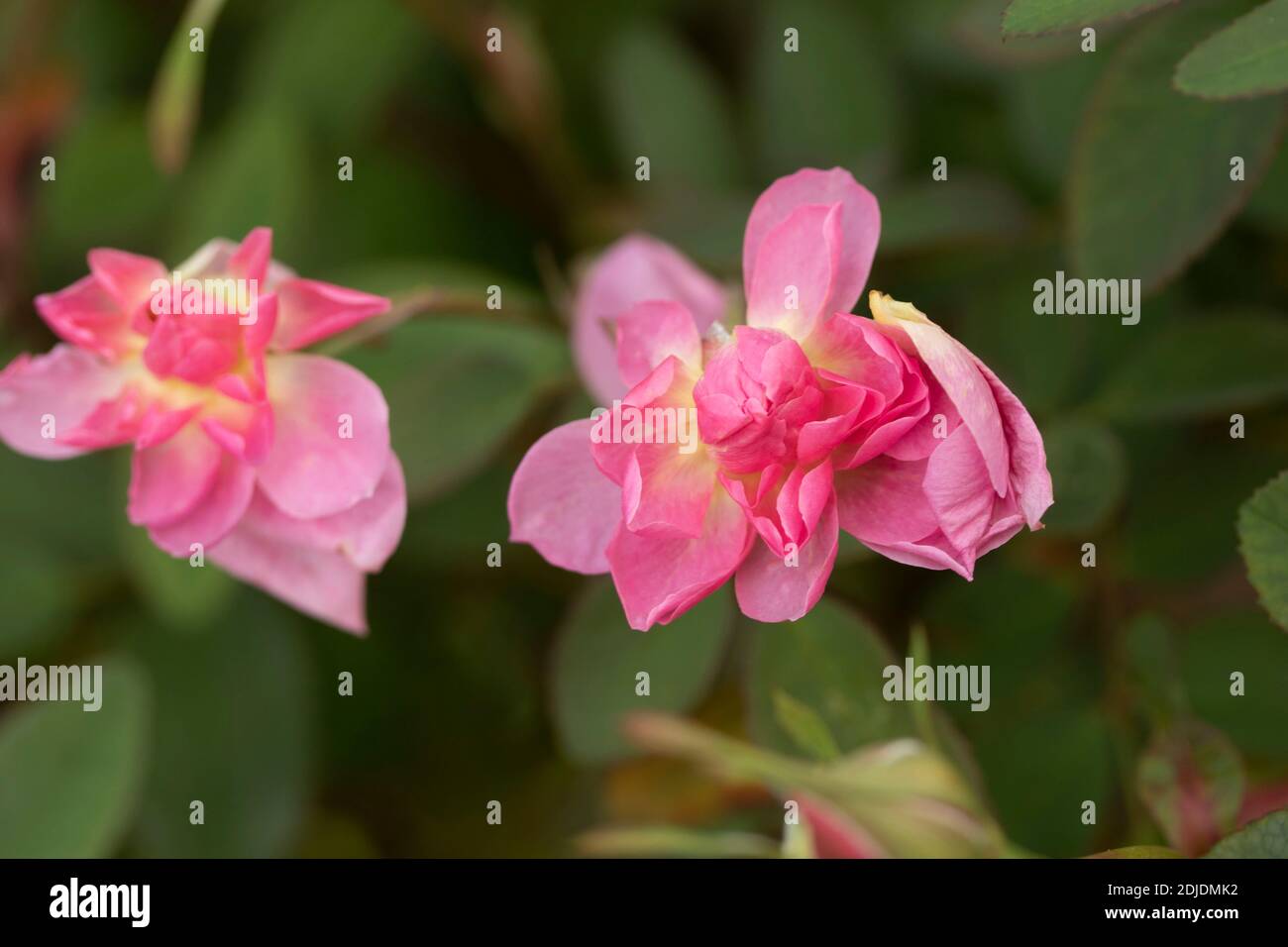 Rosa ‘The Mayflower’ in bloom, natural flower/plant portrait Stock ...