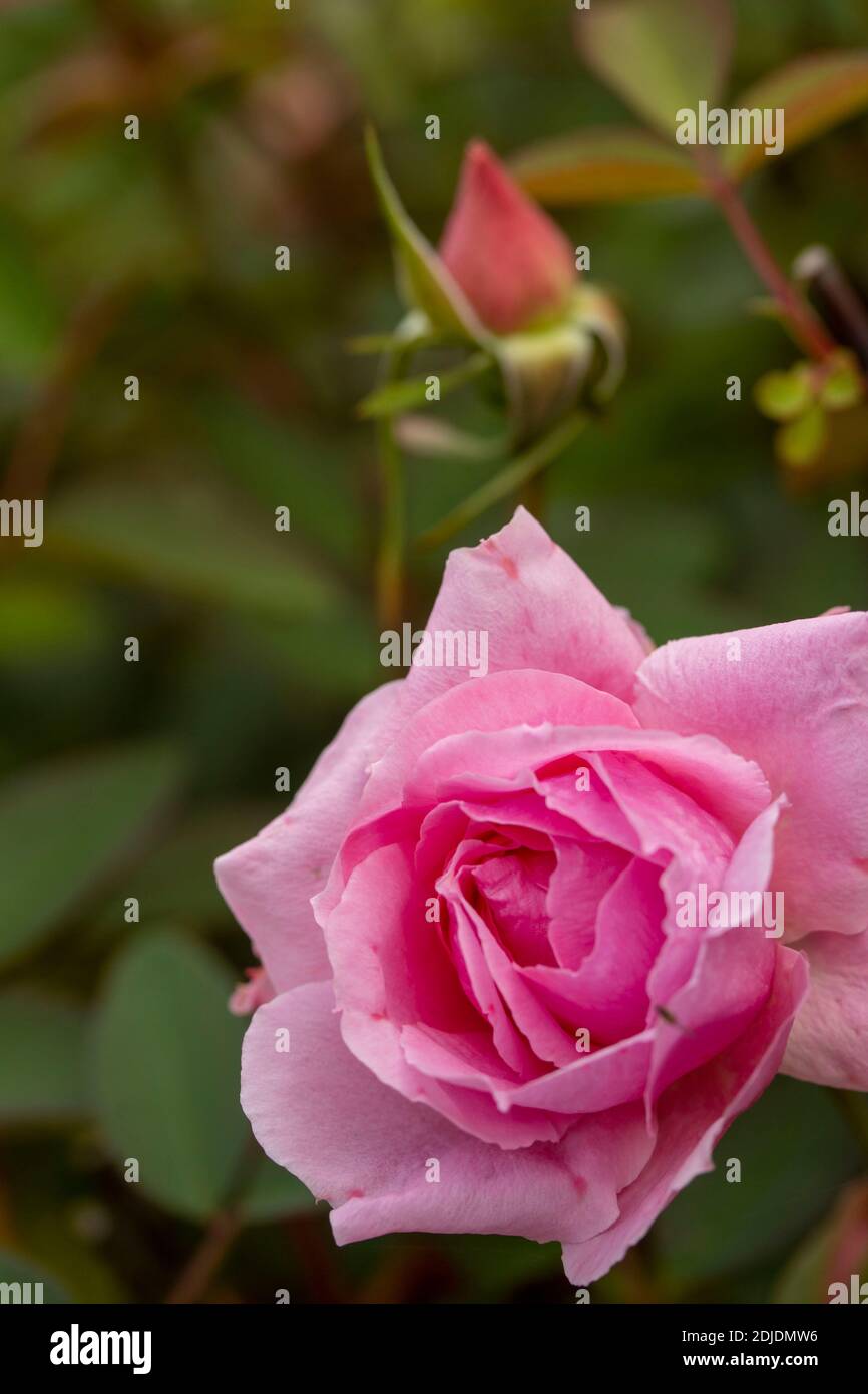 Rosa ‘The Mayflower’ in bloom, natural flower/plant portrait Stock ...